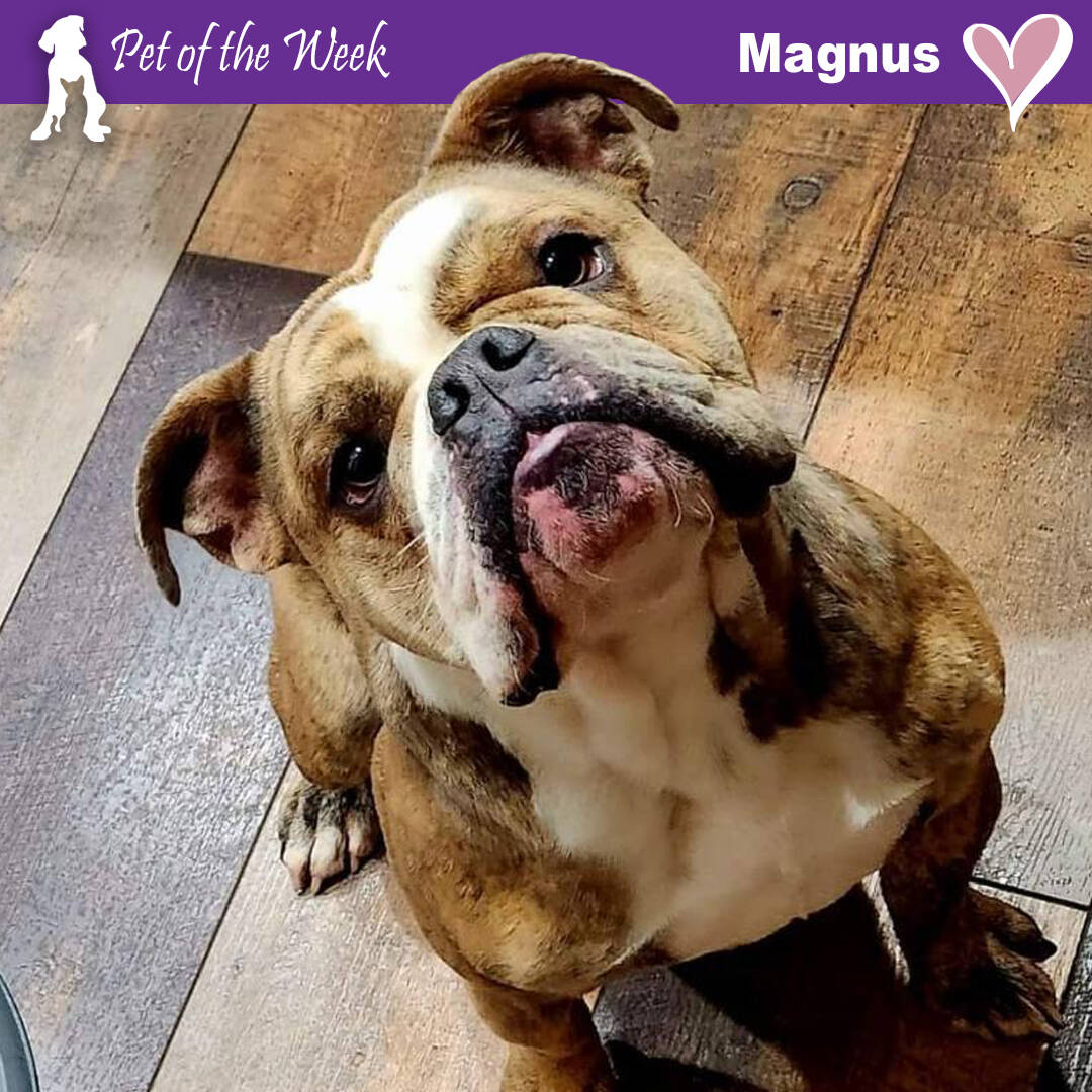 Meet Magnus - Pet of the Week | The Journal of the San Juan Islands