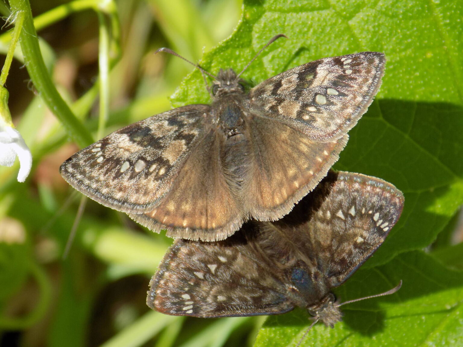 Propertius Duskywing butterfly | The Journal of the San Juan Islands