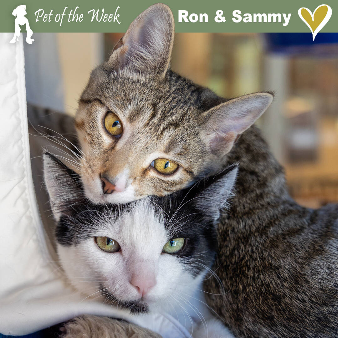 Meet Ron and Sammy - Pets of the Week | The Journal of the San Juan Islands