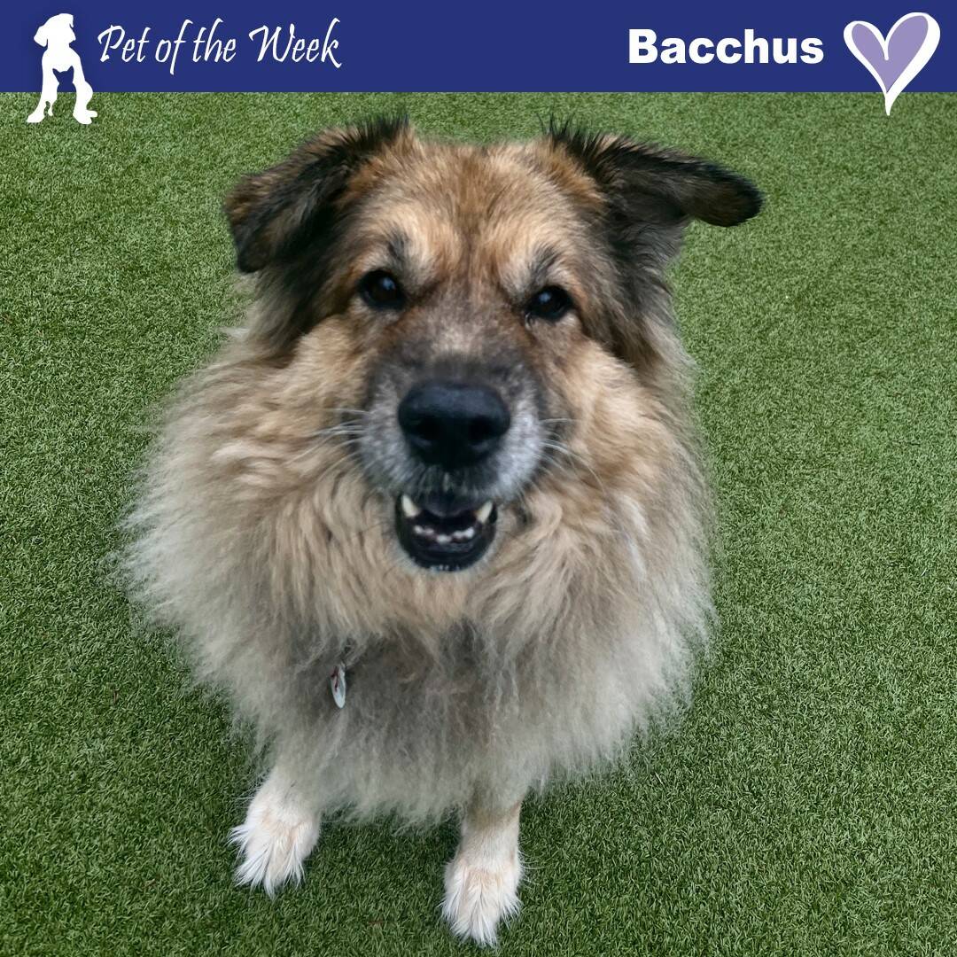 Meet Bacchus - Pet of the Week | The Journal of the San Juan Islands