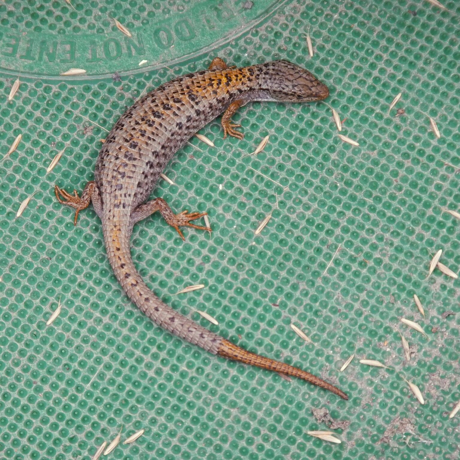 The mysterious Northern Alligator Lizards | The Journal of the San Juan ...