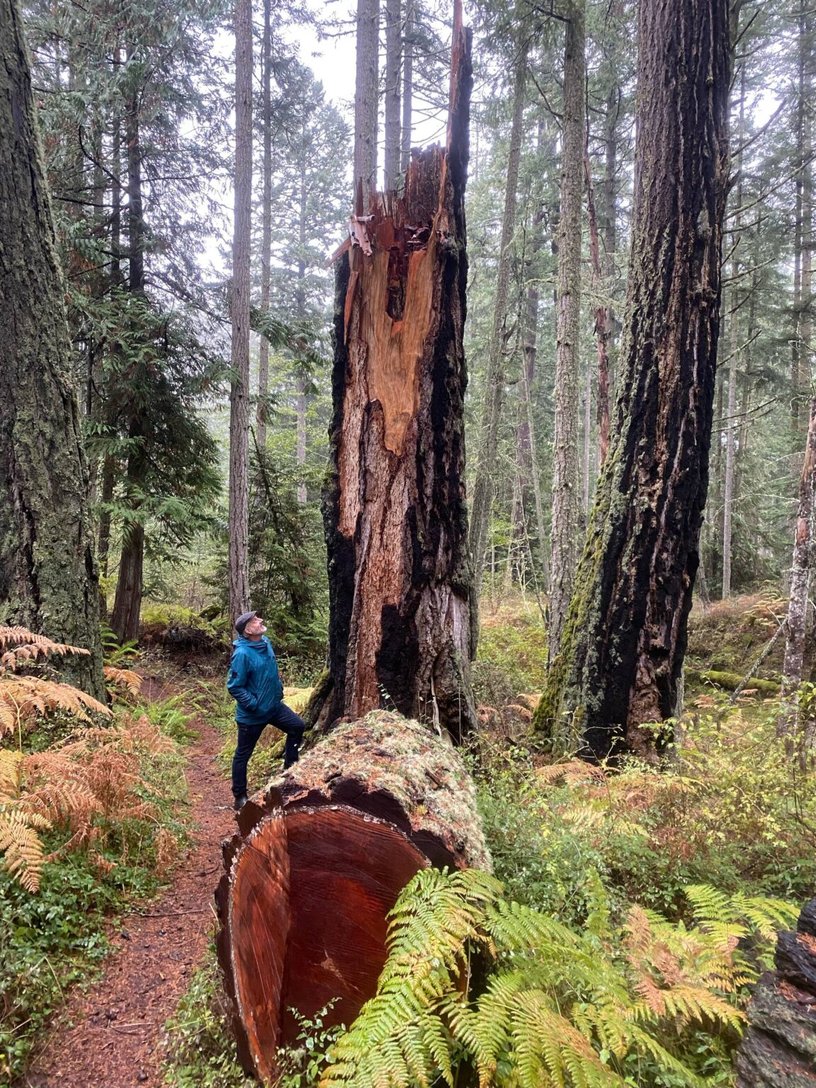 If trees could talk: the story of a 450 year-old tree on Mt. Grant Preserve | The Journal of the ...