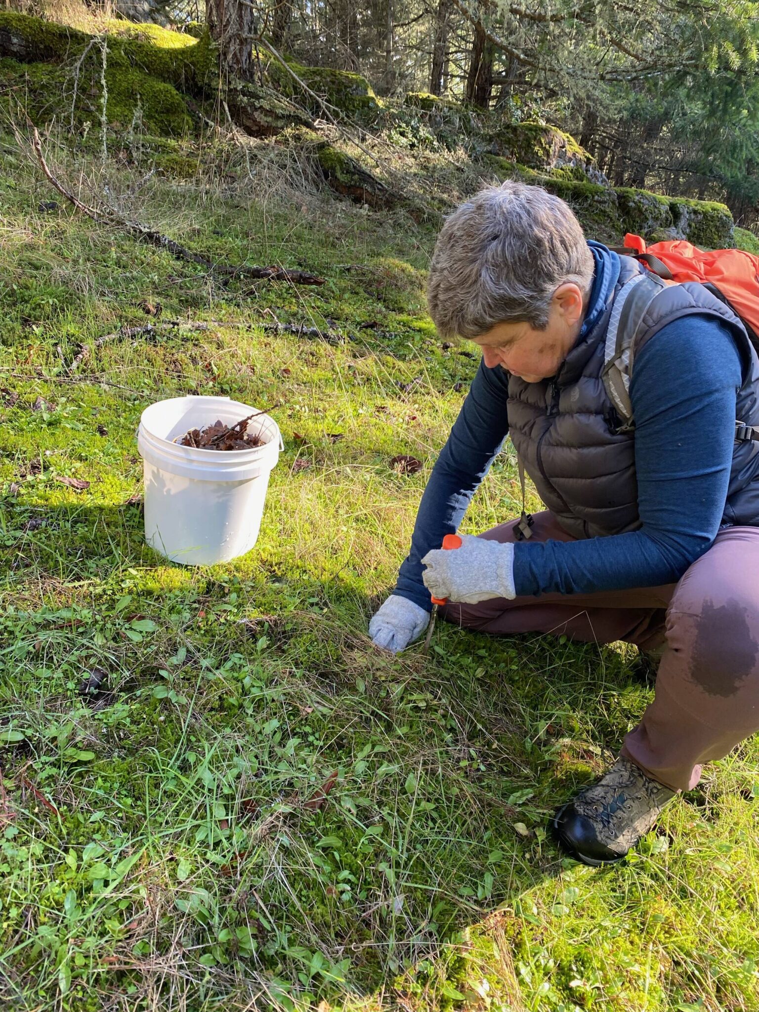 Volunteers undertake massive acorn-planting project | The Journal of ...