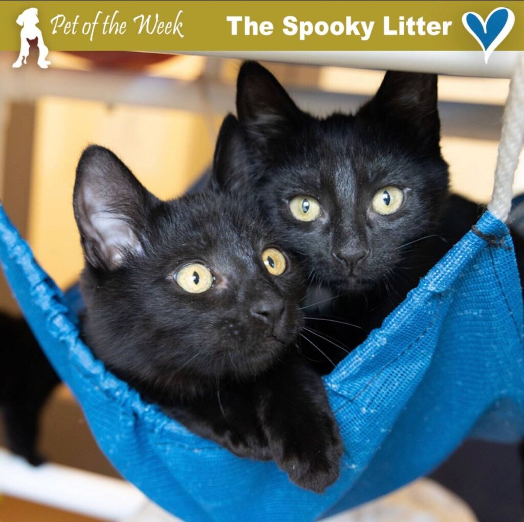 Meet the Spooky Litter! Pets of the Week | The Journal of the San Juan ...