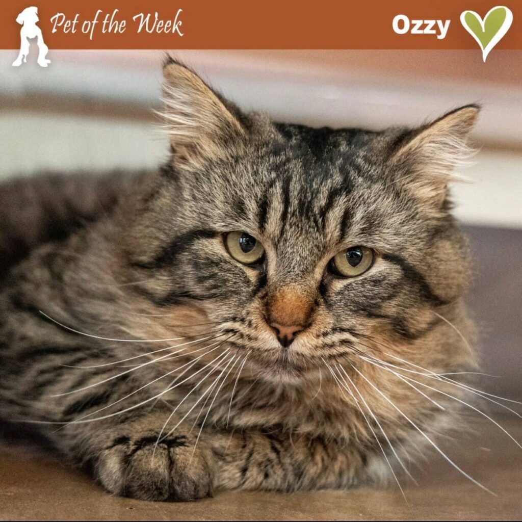 Meet Ozzy - Pet of the Week | The Journal of the San Juan Islands