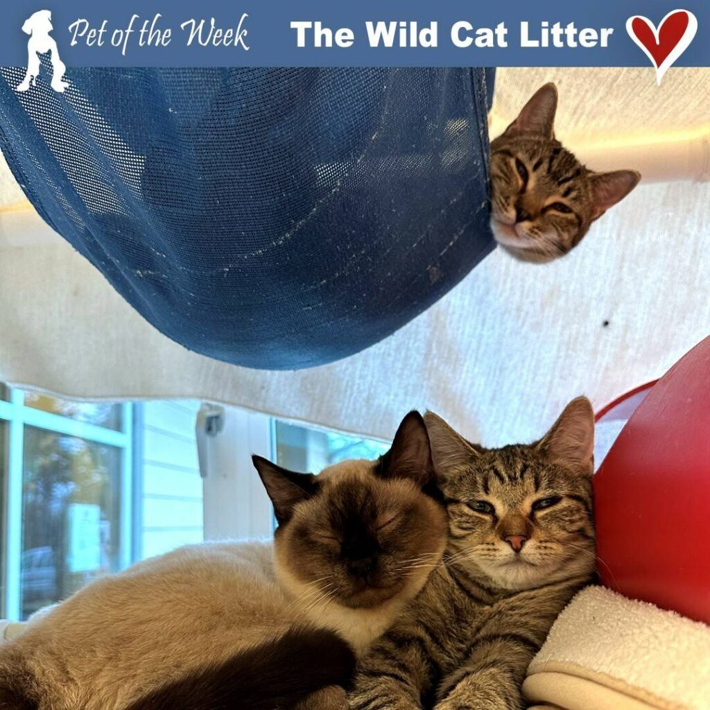 Meet the Wild Cat Litter - Pet of the Week | The Journal of the San ...
