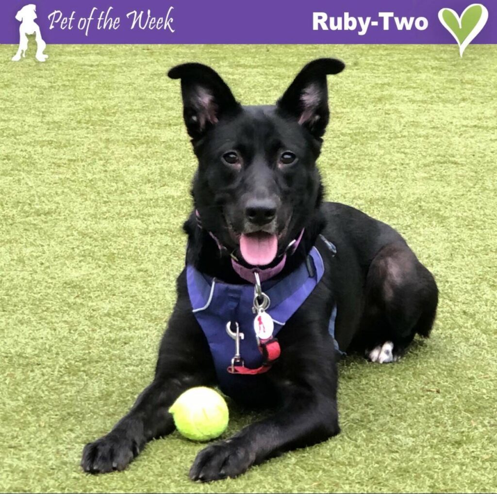 Meet Ruby-Two: Pet of the Week | The Journal of the San Juan Islands
