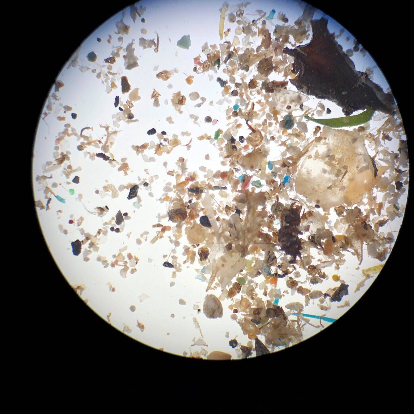 For Earth Day: a microplastics primer | The Journal of the San Juan Islands