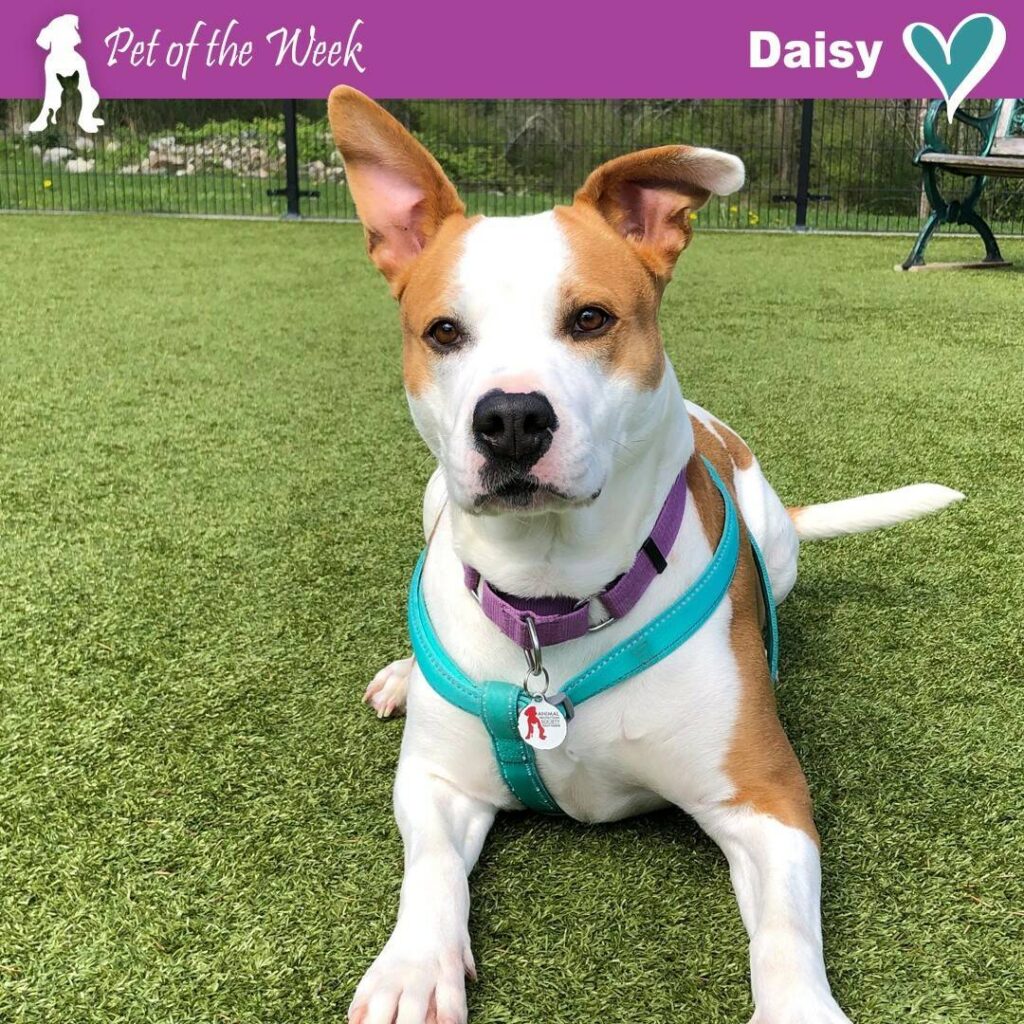 Meet Daisy - Pet of the Week | The Journal of the San Juan Islands