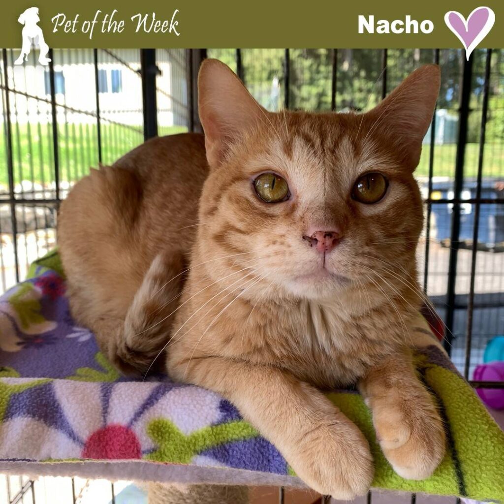 Meet Nacho - Pet of the Week | The Journal of the San Juan Islands