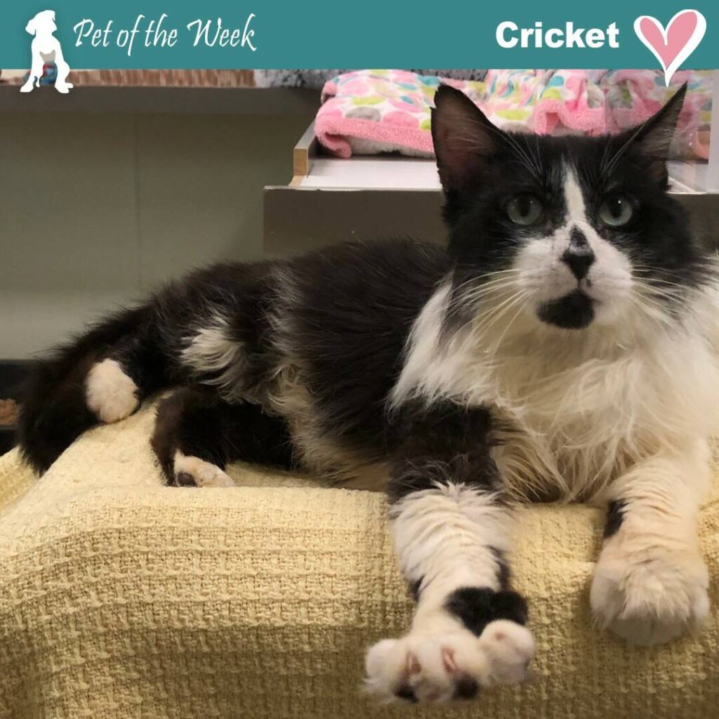 Meet Cricket - Pet of the Week | The Journal of the San Juan Islands
