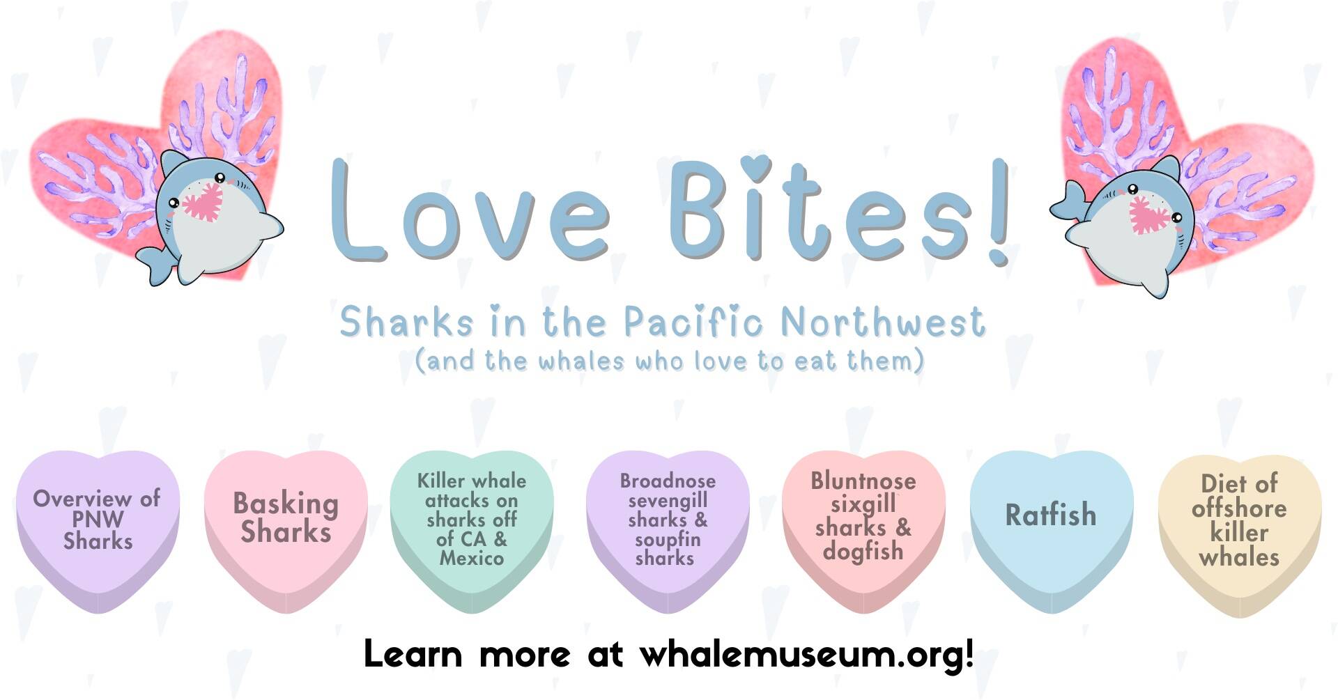 Workshop on Pacific Northwest sharks | The Journal of the San Juan Islands