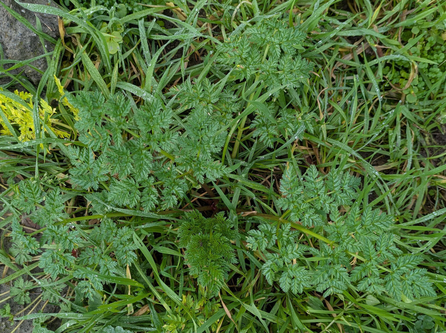 Spring has sprung – and so have noxious weeds! What to look out for this spring | The Journal of ...