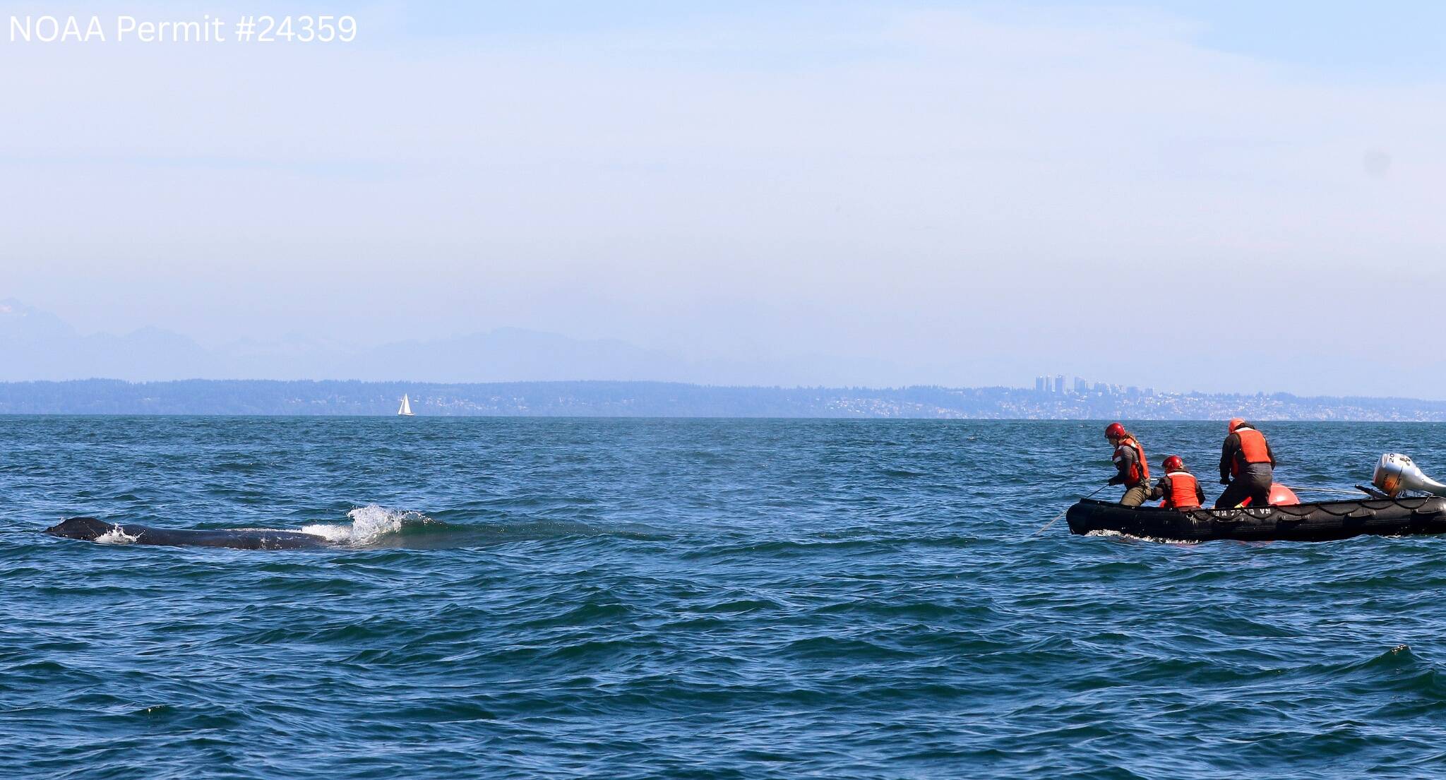 Young humpback whale “Starry Knight” freed from second entanglement in ...