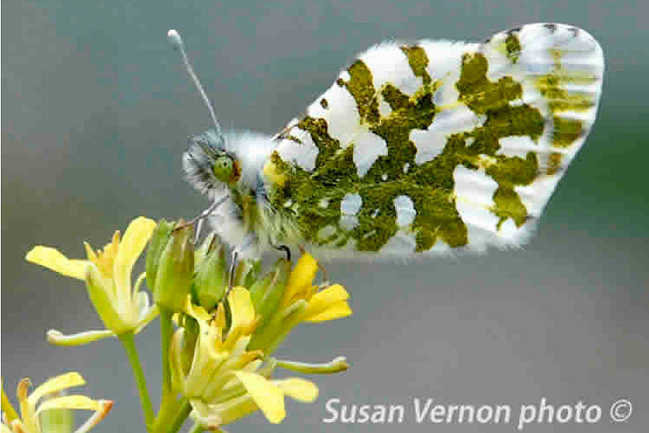 Fish and Wildlife proposes to list Island Marble Butterfly under ...