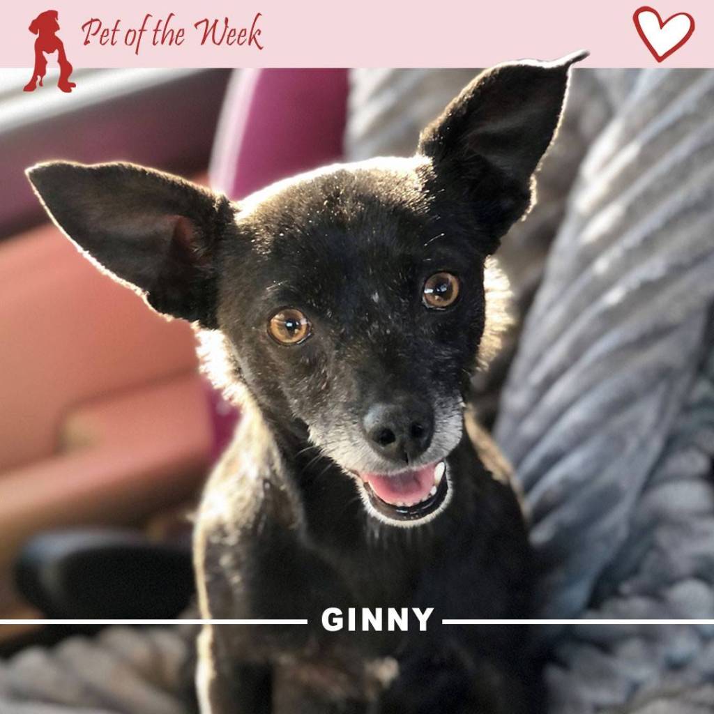 Ginny | Pet of the Week | The Journal of the San Juan Islands