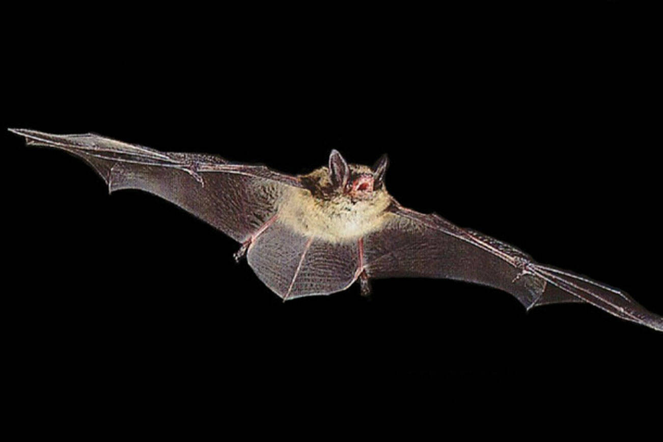 Don’t touch bats | The Journal of the San Juan Islands