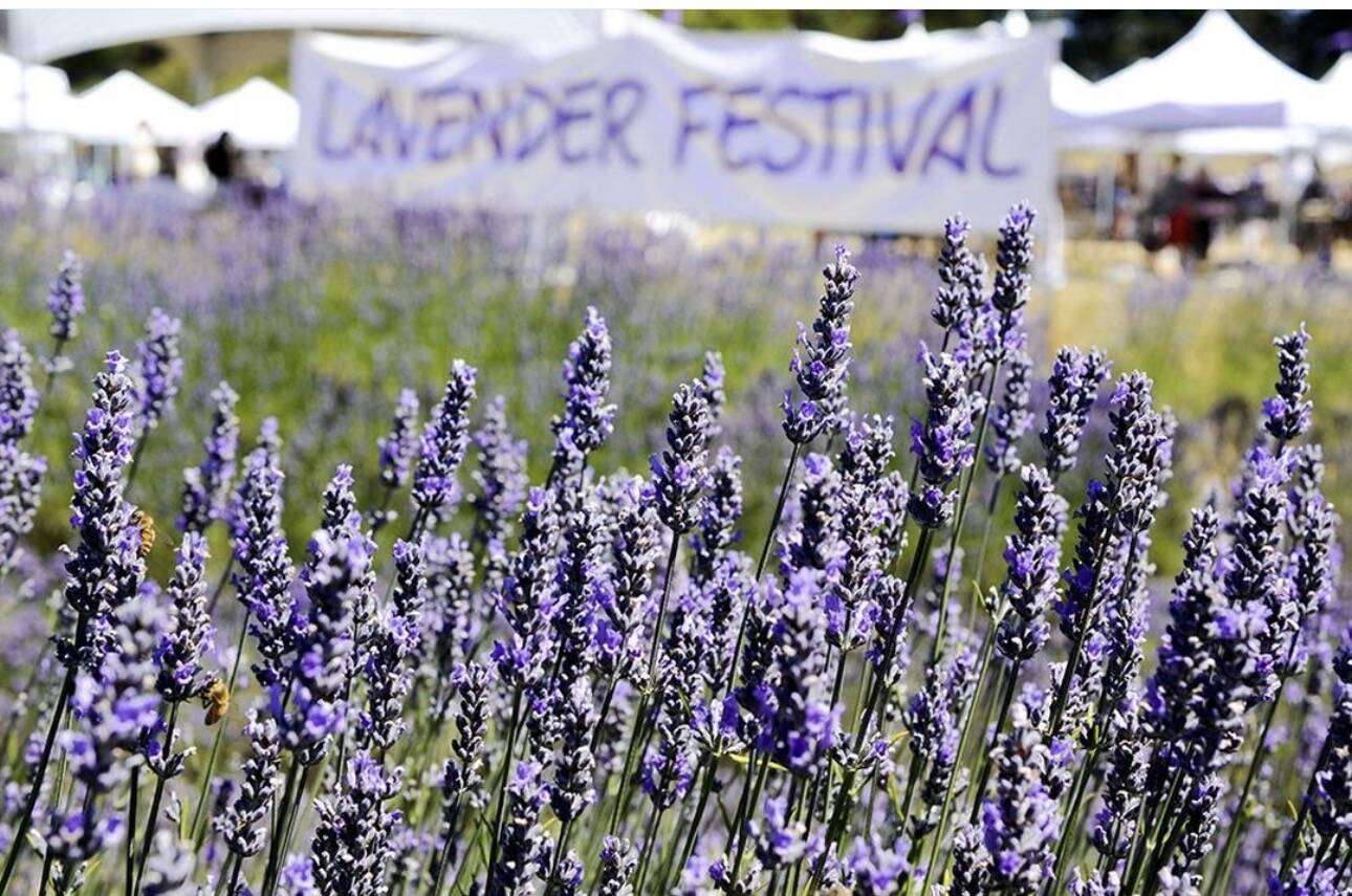 Alchemy Art Center announces 25th Annual San Juan Island Lavender ...